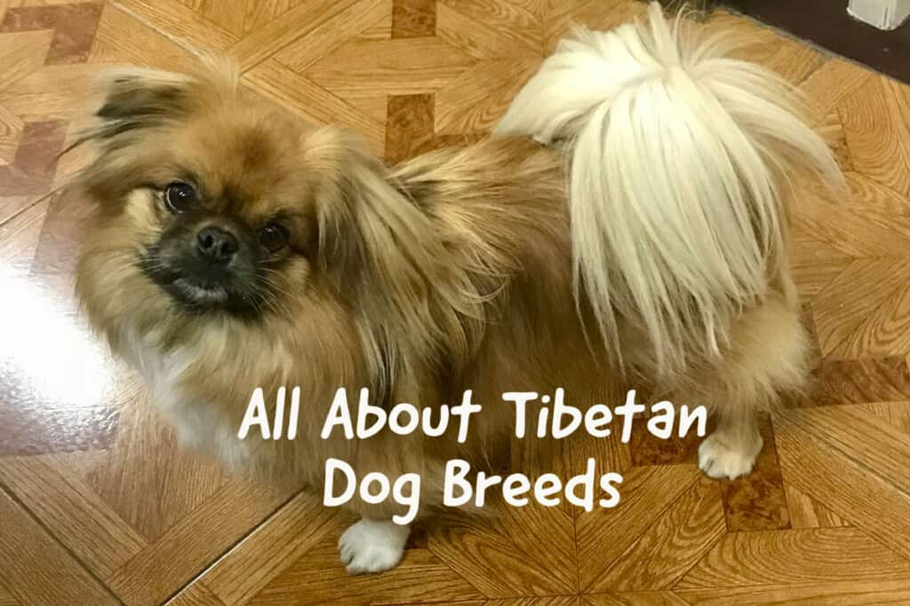 What Dogs Come From Tibet? All About Tibetan Dog Breeds - A Bus On a ...