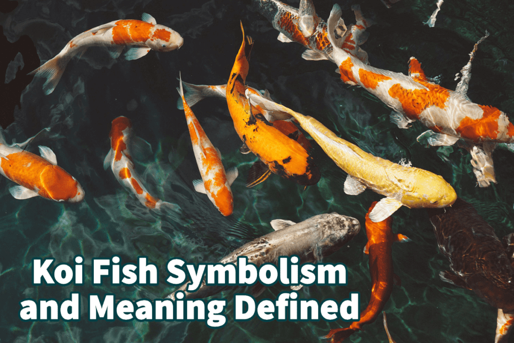 Koi Fish Symbolism And Meaning Defined - A Bus On a Dusty Road