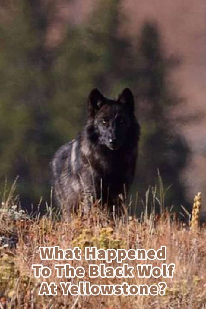 What Happened To The Black Wolf At Yellowstone? – A Bus On A Dusty Road