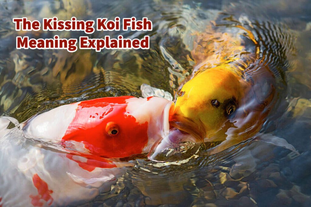 The Kissing Koi Fish Meaning Explained - A Bus On a Dusty Road