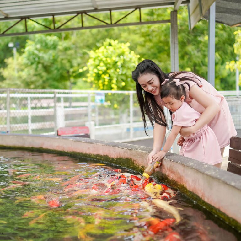 Why Koi Fish Are Considered Good Luck By The Japanese? - A Bus On a ...