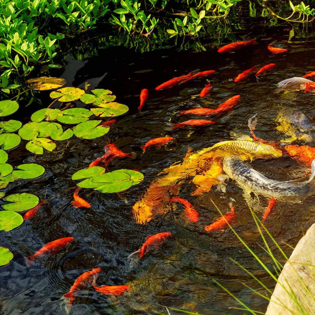 Why Koi Fish Are Considered Good Luck By The Japanese? - A Bus On a ...