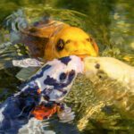 The Kissing Koi Fish Meaning Explained - A Bus On a Dusty Road