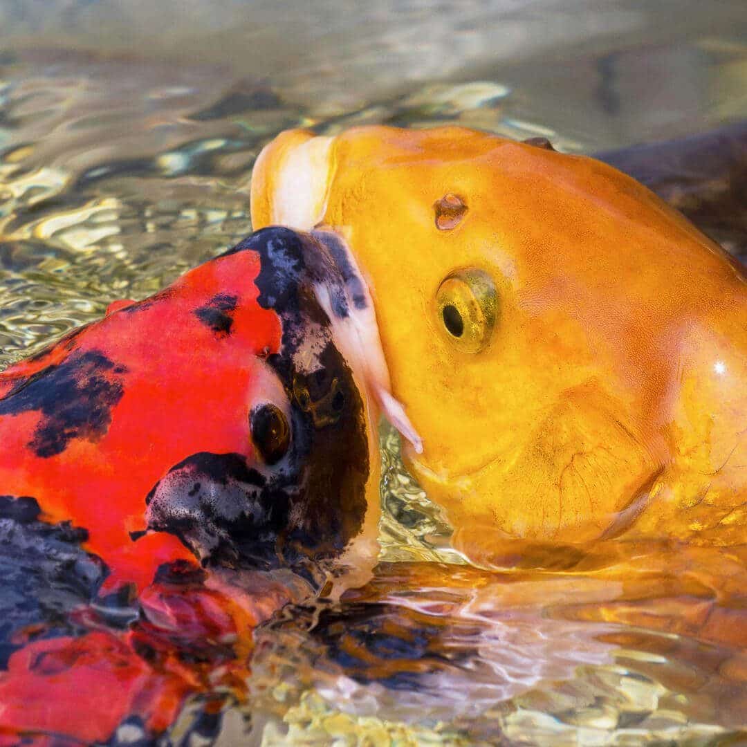 The Kissing Koi Fish Meaning Explained - A Bus On a Dusty Road