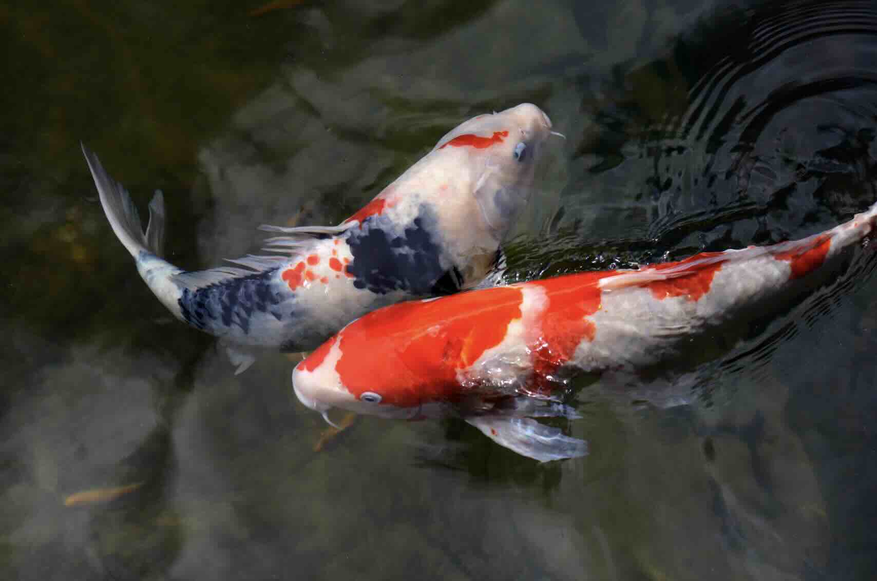 Unveiling the Lifespan of Koi Fish: A Nomad's Guide - A Bus On a Dusty Road