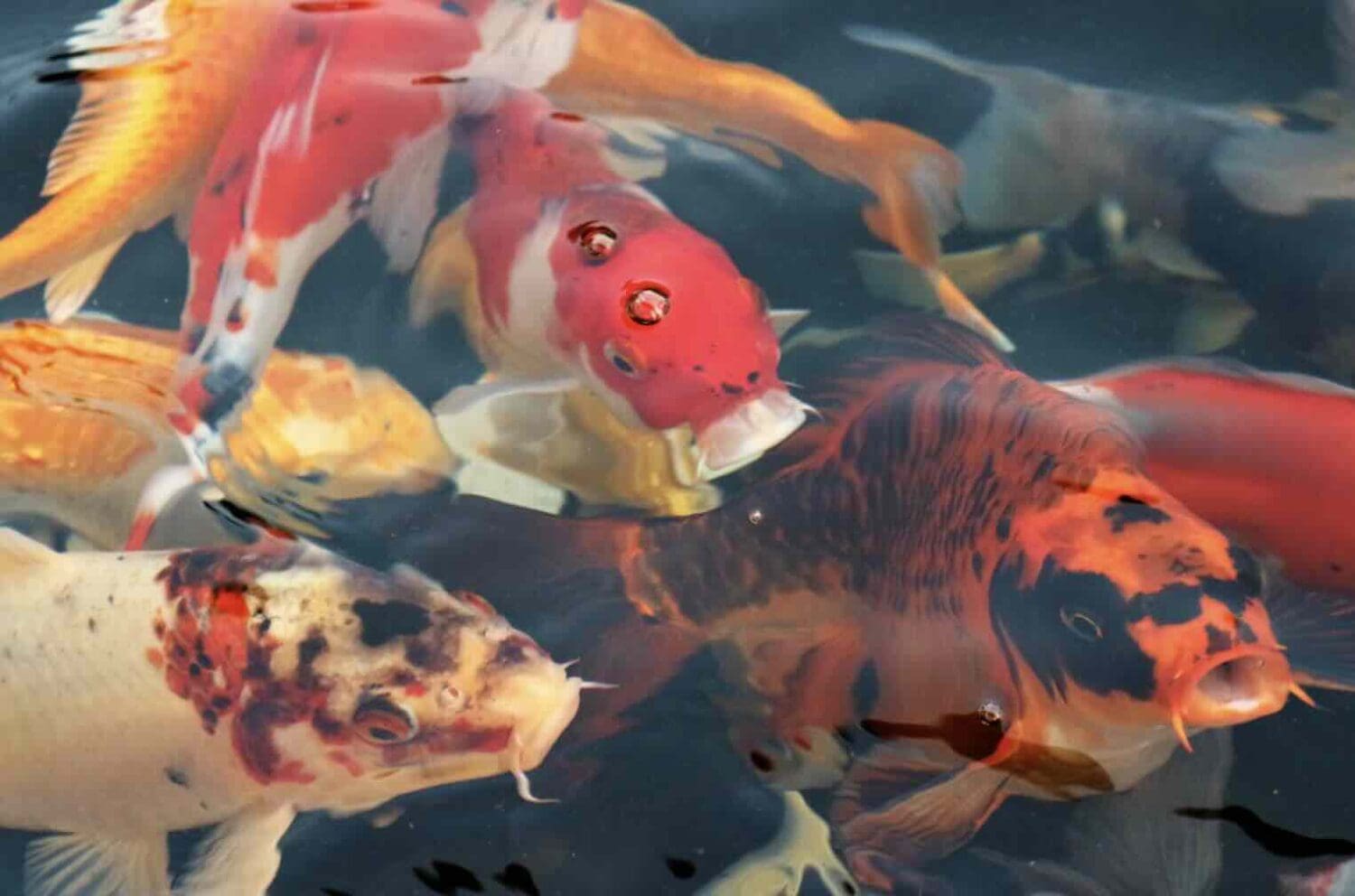 Uncover the Lifespan Secrets of Koi Fish: A Wanderer’s Guide - A Bus On ...