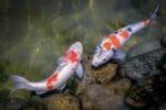 Uncover the Lifespan Secrets of Koi Fish: A Wanderer’s Guide - A Bus On ...