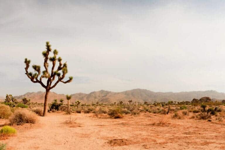 Exploring the Magnificent Deserts of North America - A Bus On a Dusty Road